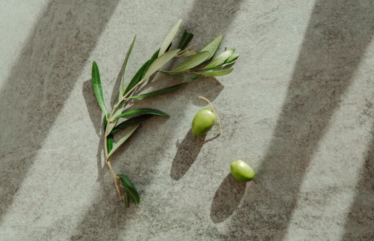 Olive Tree Spiritual Meaning: Symbolism Of The Branch In Love!